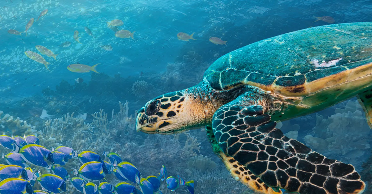 Voices of the Ocean | CORE