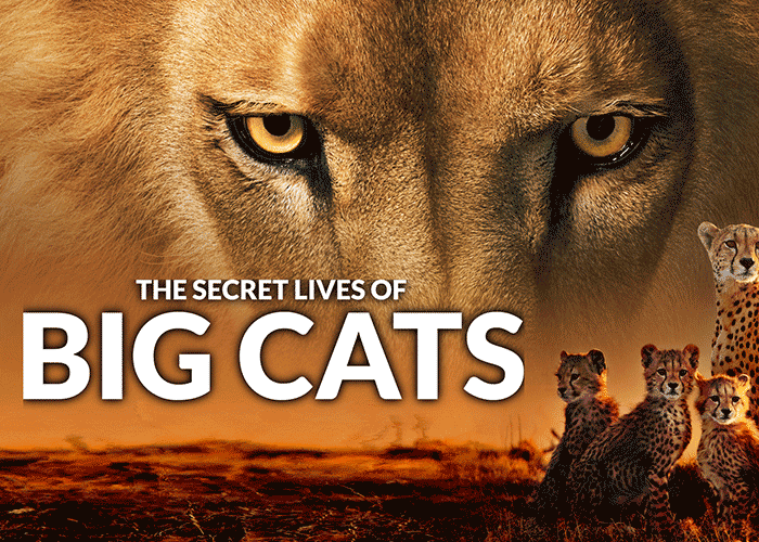 The Secret Lives of Big Cats